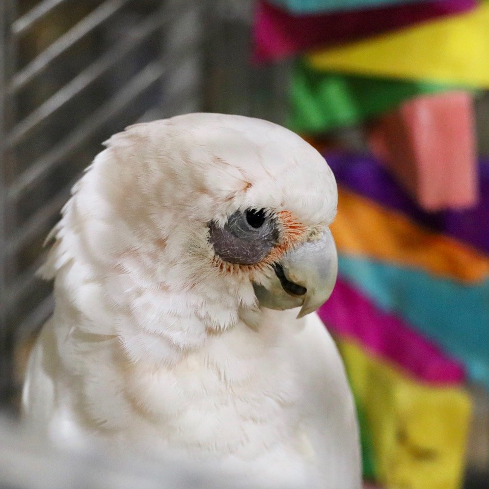 Available Birds — Foster Parrots — The New England Exotic Wildlife ...