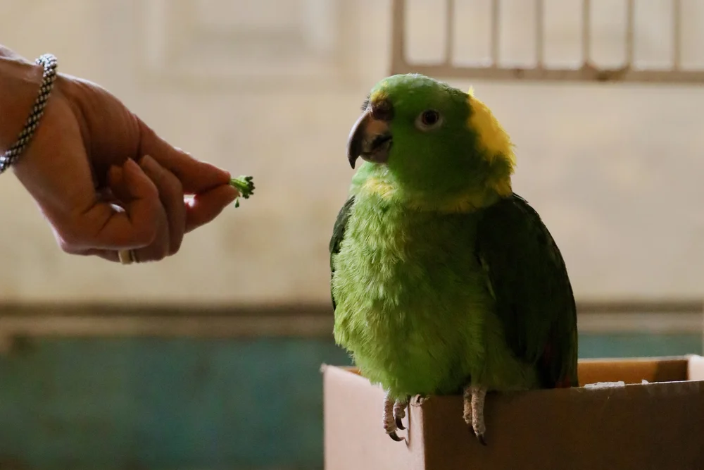 Placement (Adoption) — Foster Parrots — The New England Exotic Wildlife ...