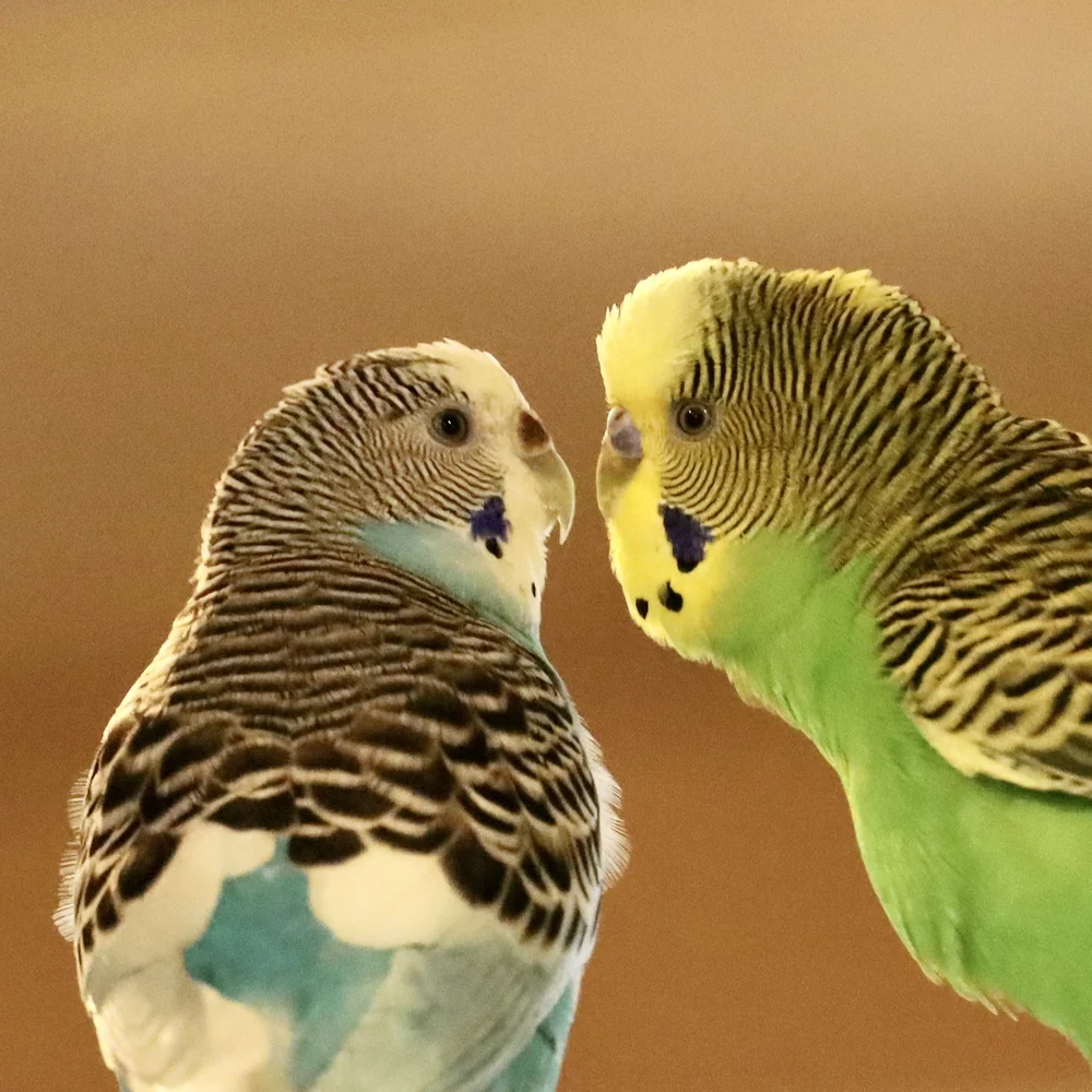 Adoptable Birds — Foster Parrots — The New England Exotic Wildlife ...