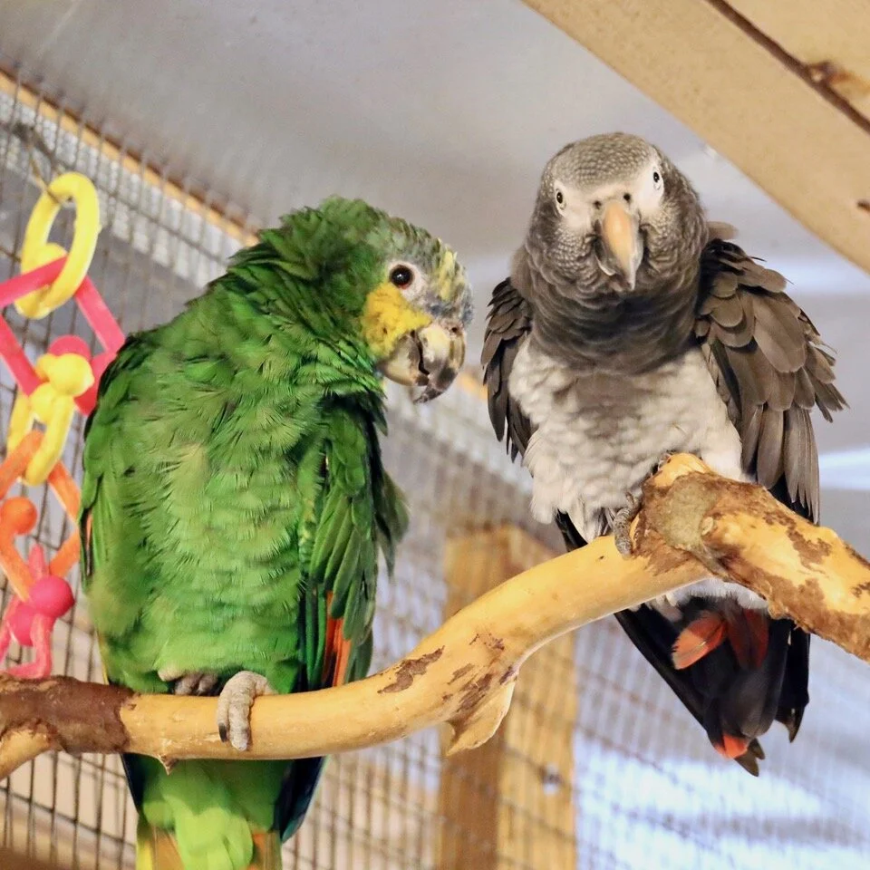 Daily Life — Foster Parrots — The New England Exotic Wildlife Sanctuary