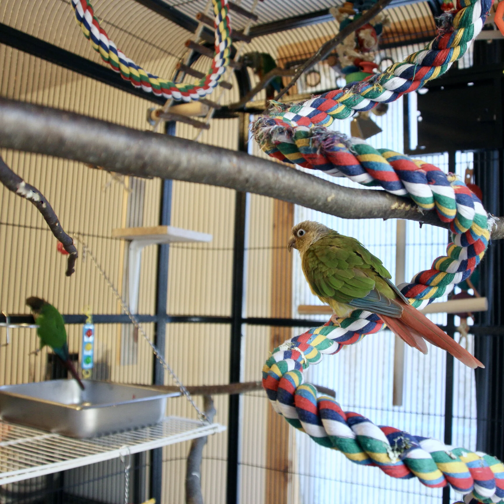 Daily Life — Foster Parrots — The New England Exotic Wildlife Sanctuary