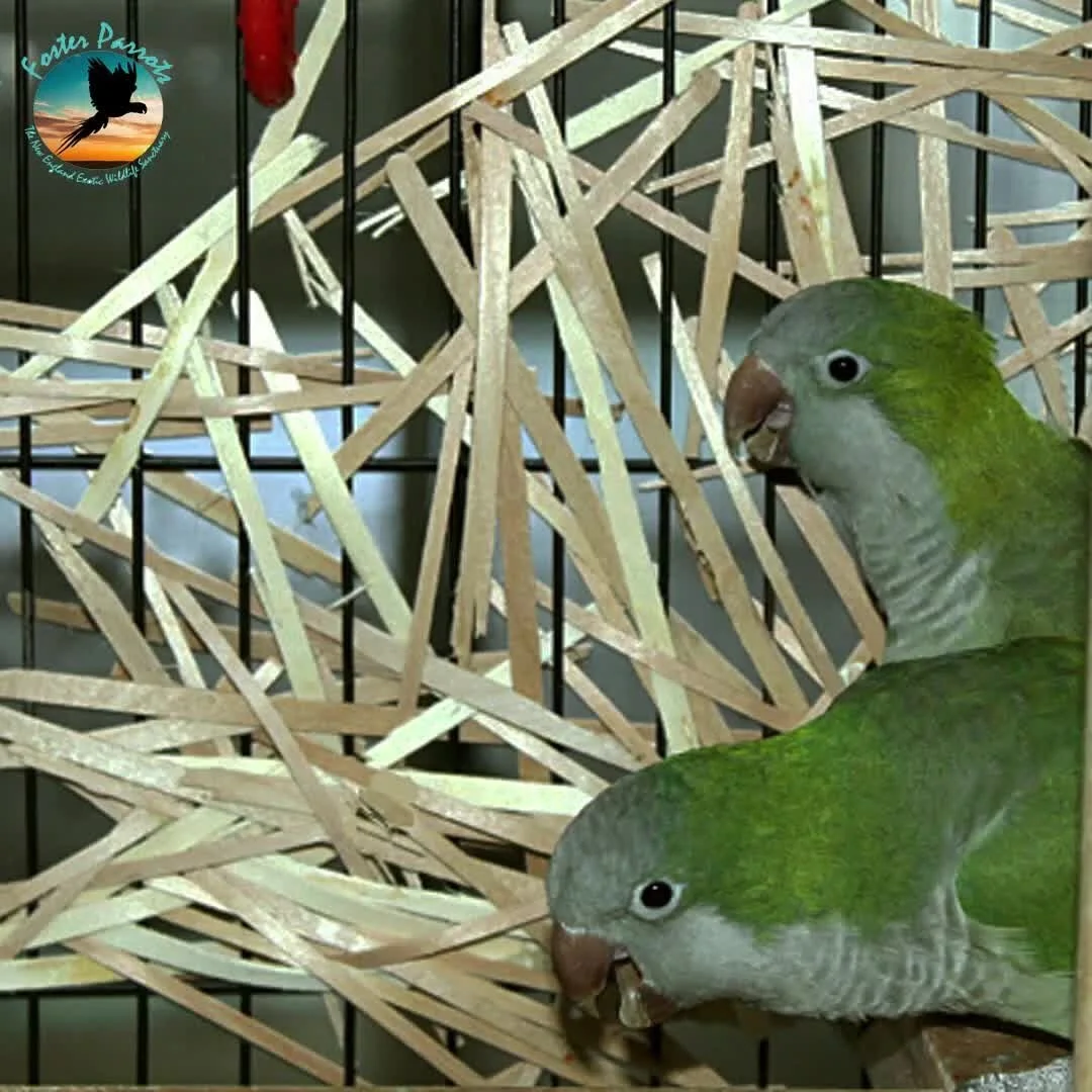 Foster Parrots — The New England Exotic Wildlife Sanctuary