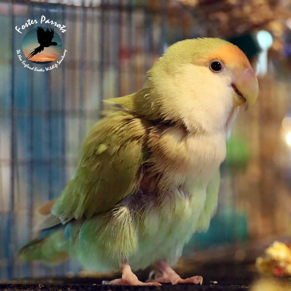 Foster Parrots — The New England Exotic Wildlife Sanctuary
