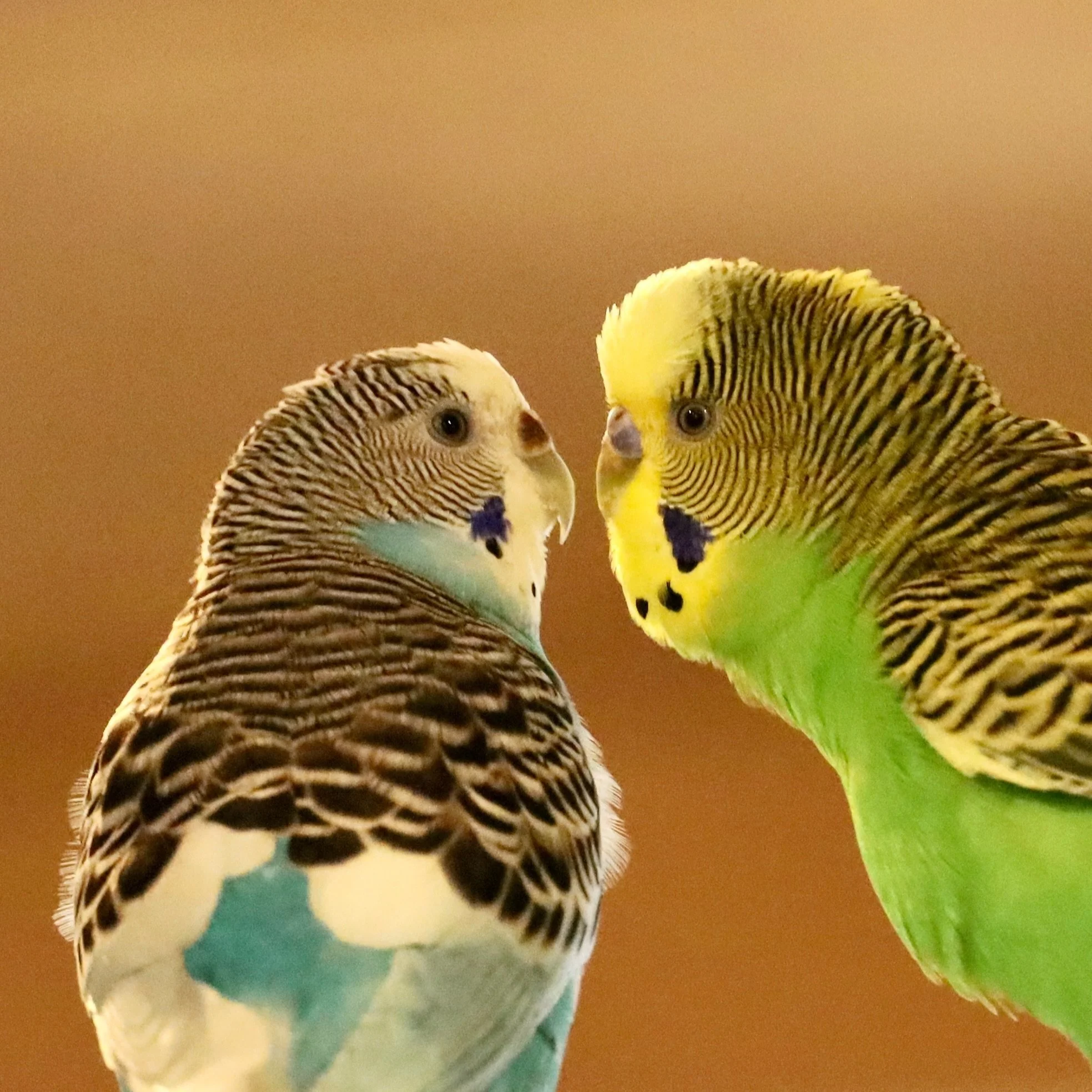 Available Birds — Foster Parrots — The New England Exotic Wildlife ...