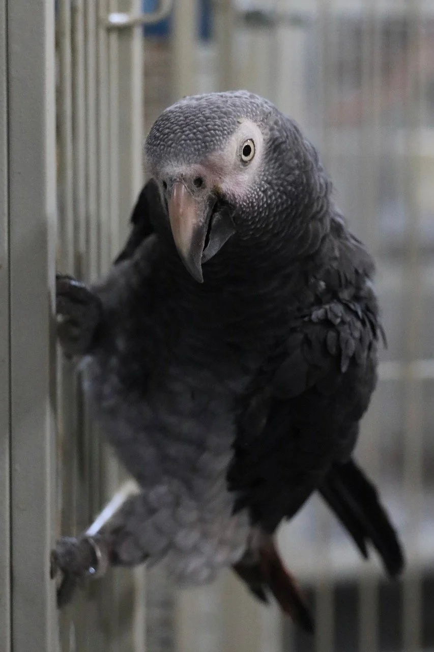 Available Birds — Foster Parrots — The New England Exotic Wildlife ...