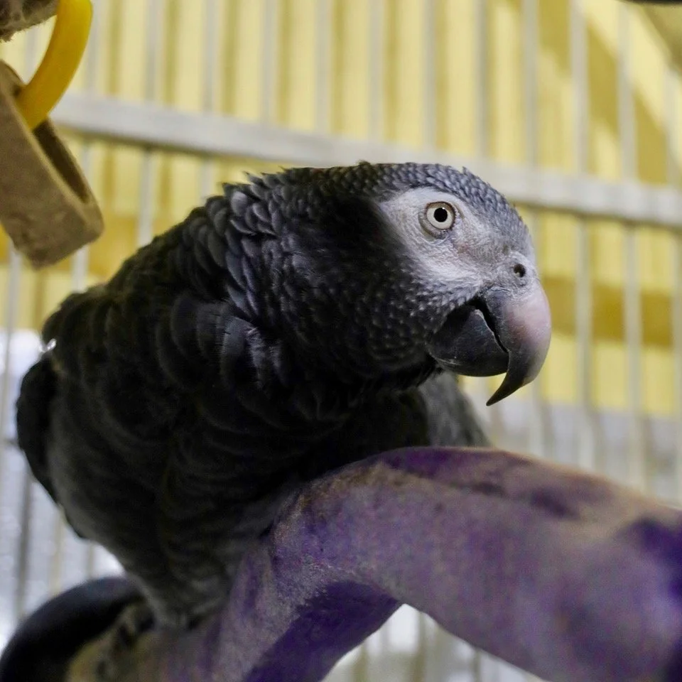 Available Birds — Foster Parrots — The New England Exotic Wildlife ...