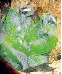 Piper's Story: remembering her past — Foster Parrots — The New England ...