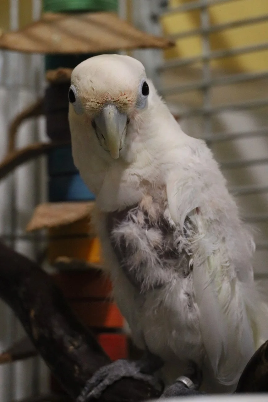 Adoptable Birds — Foster Parrots — The New England Exotic Wildlife ...