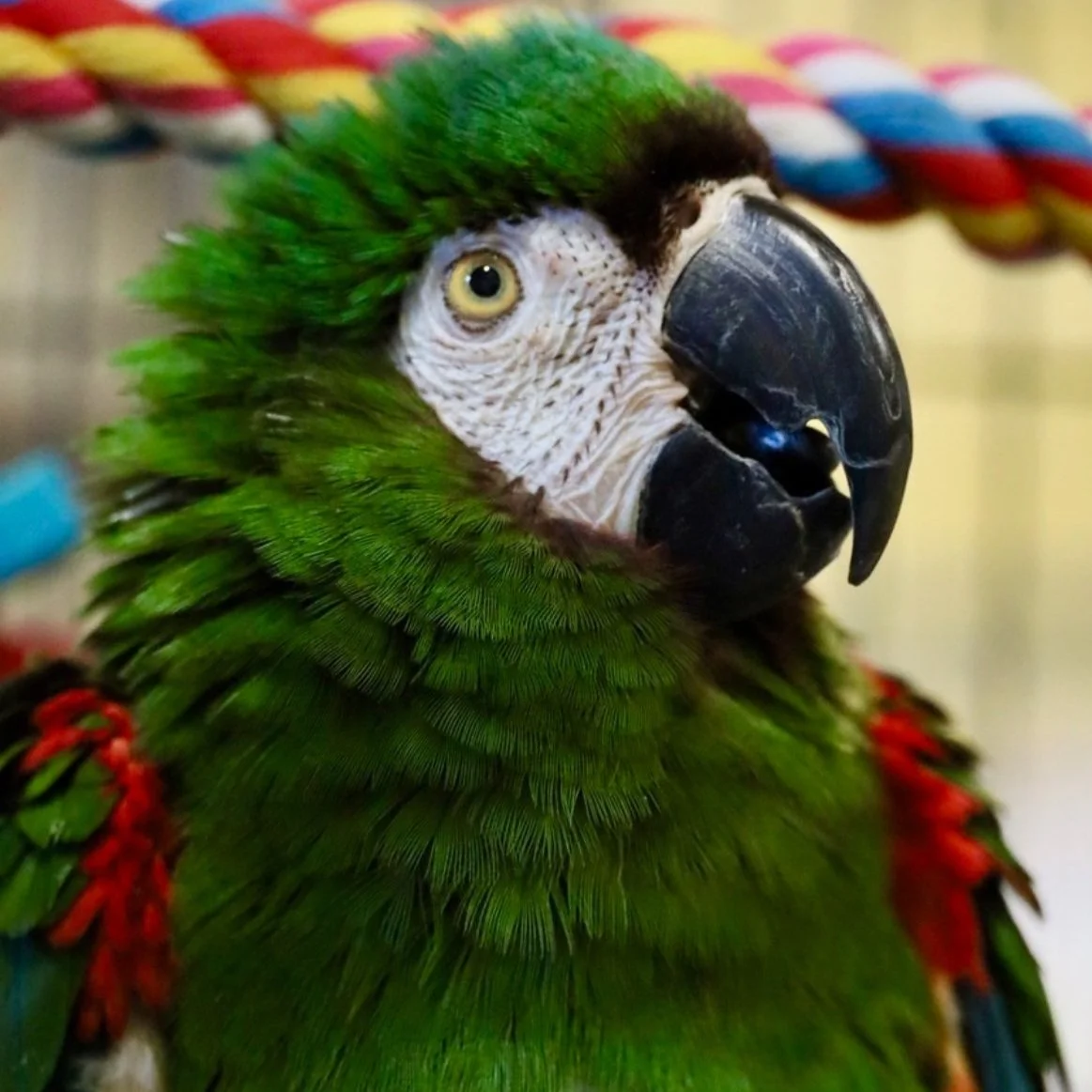 Available Birds — Foster Parrots — The New England Exotic Wildlife ...