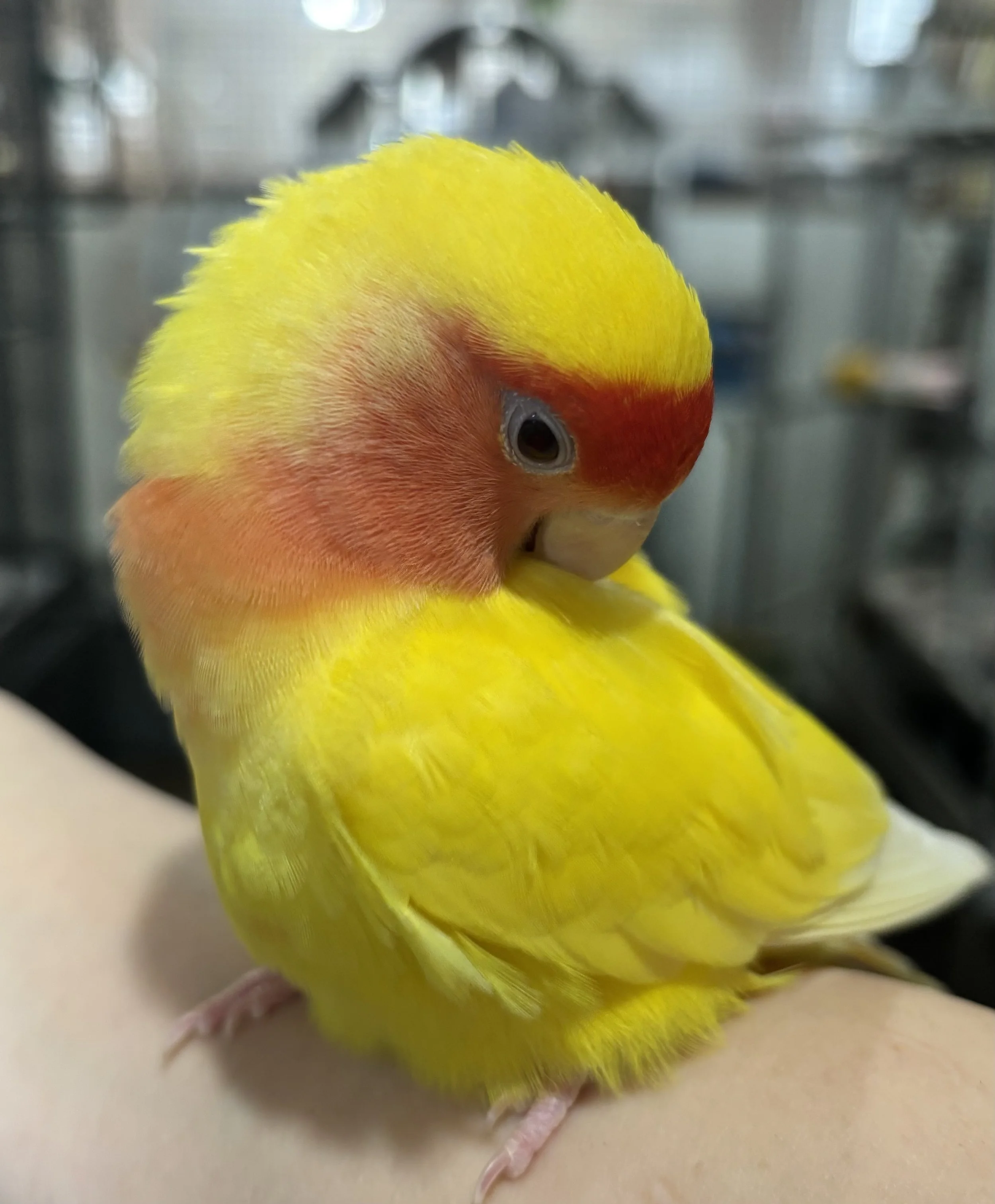 Available Birds — Foster Parrots — The New England Exotic Wildlife ...