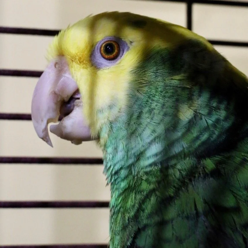 Available Birds — Foster Parrots — The New England Exotic Wildlife ...