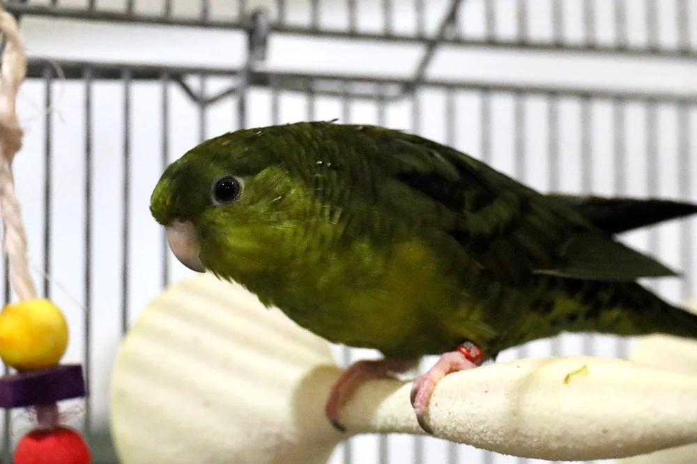 Available Birds — Foster Parrots — The New England Exotic Wildlife ...
