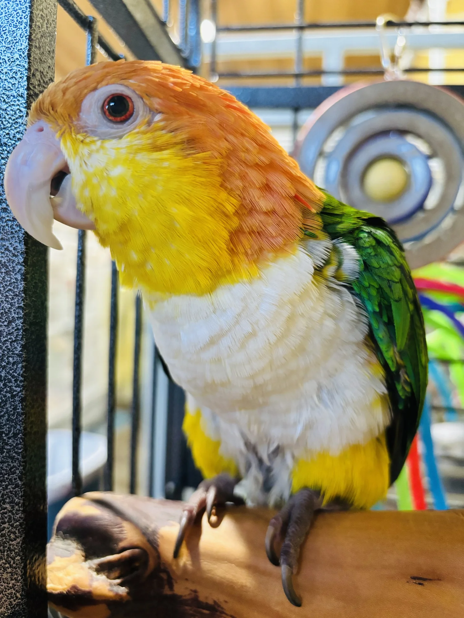 Available Birds — Foster Parrots — The New England Exotic Wildlife ...