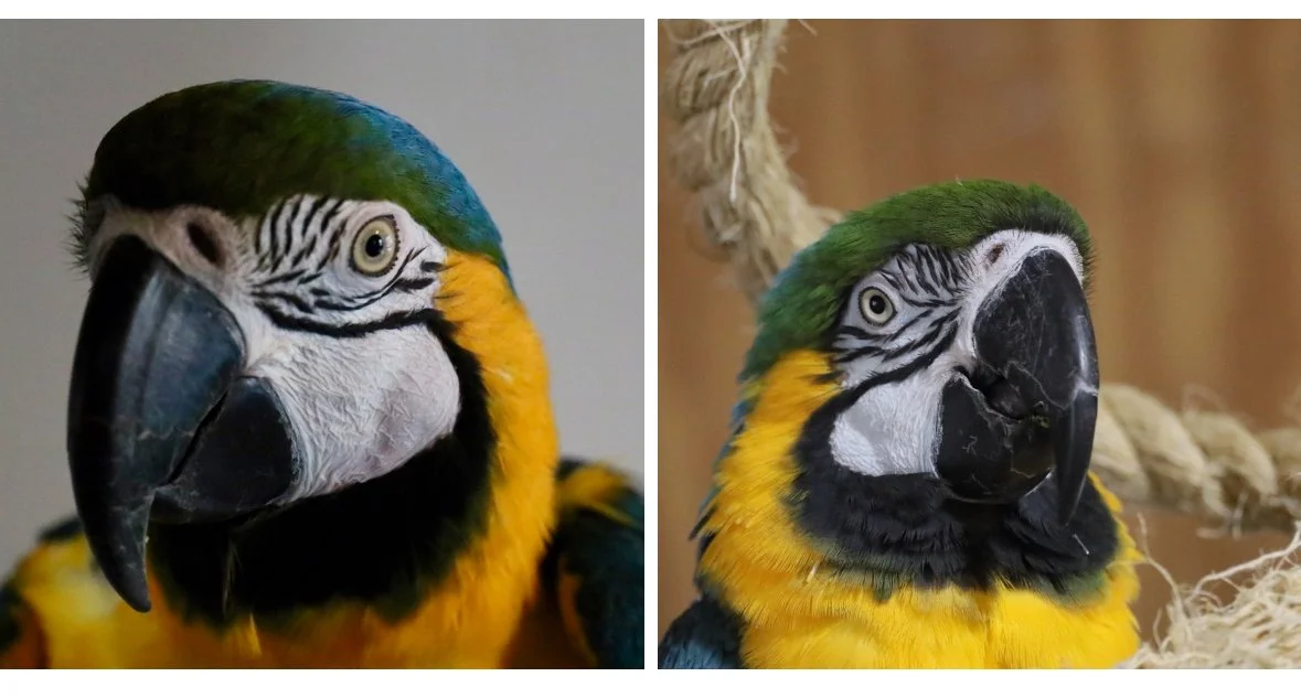 Available Birds — Foster Parrots — The New England Exotic Wildlife ...