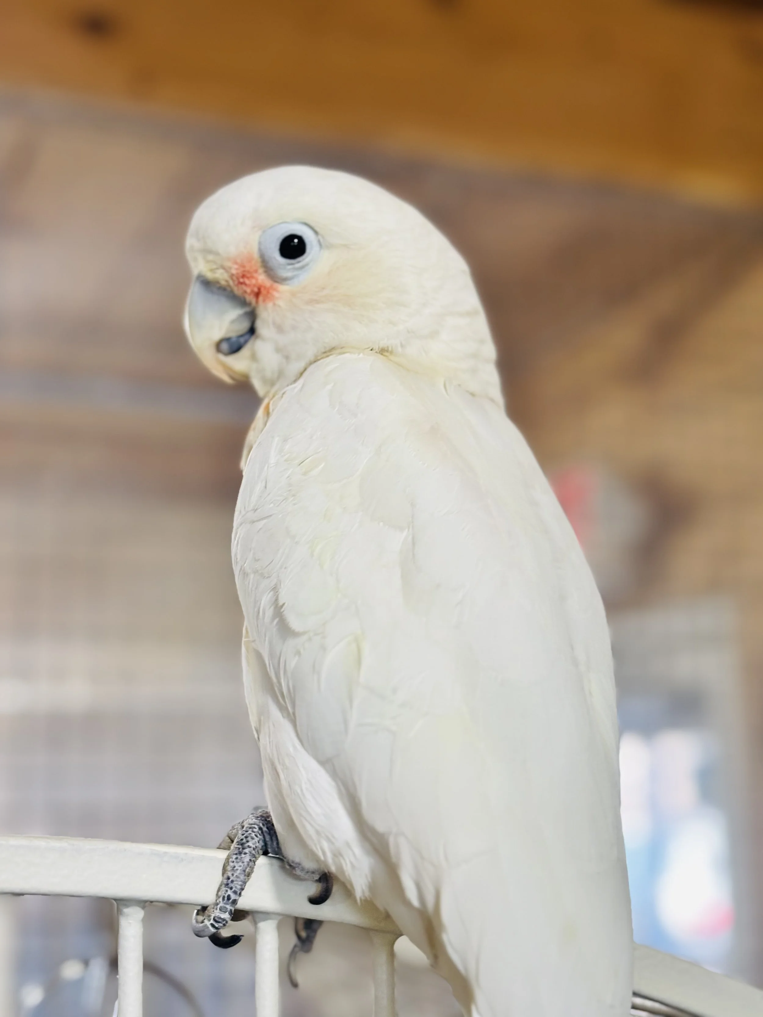 Available Birds — Foster Parrots — The New England Exotic Wildlife ...