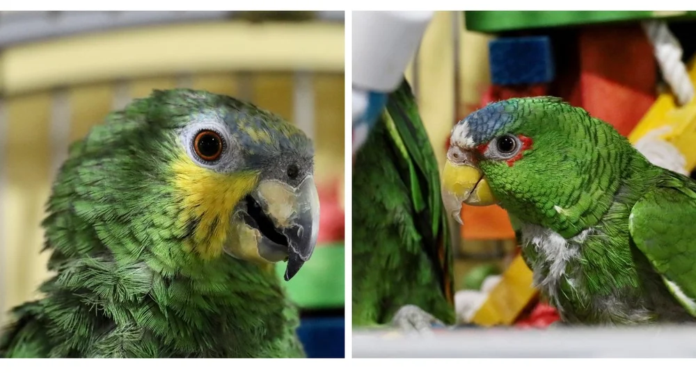 Available Birds — Foster Parrots — The New England Exotic Wildlife ...