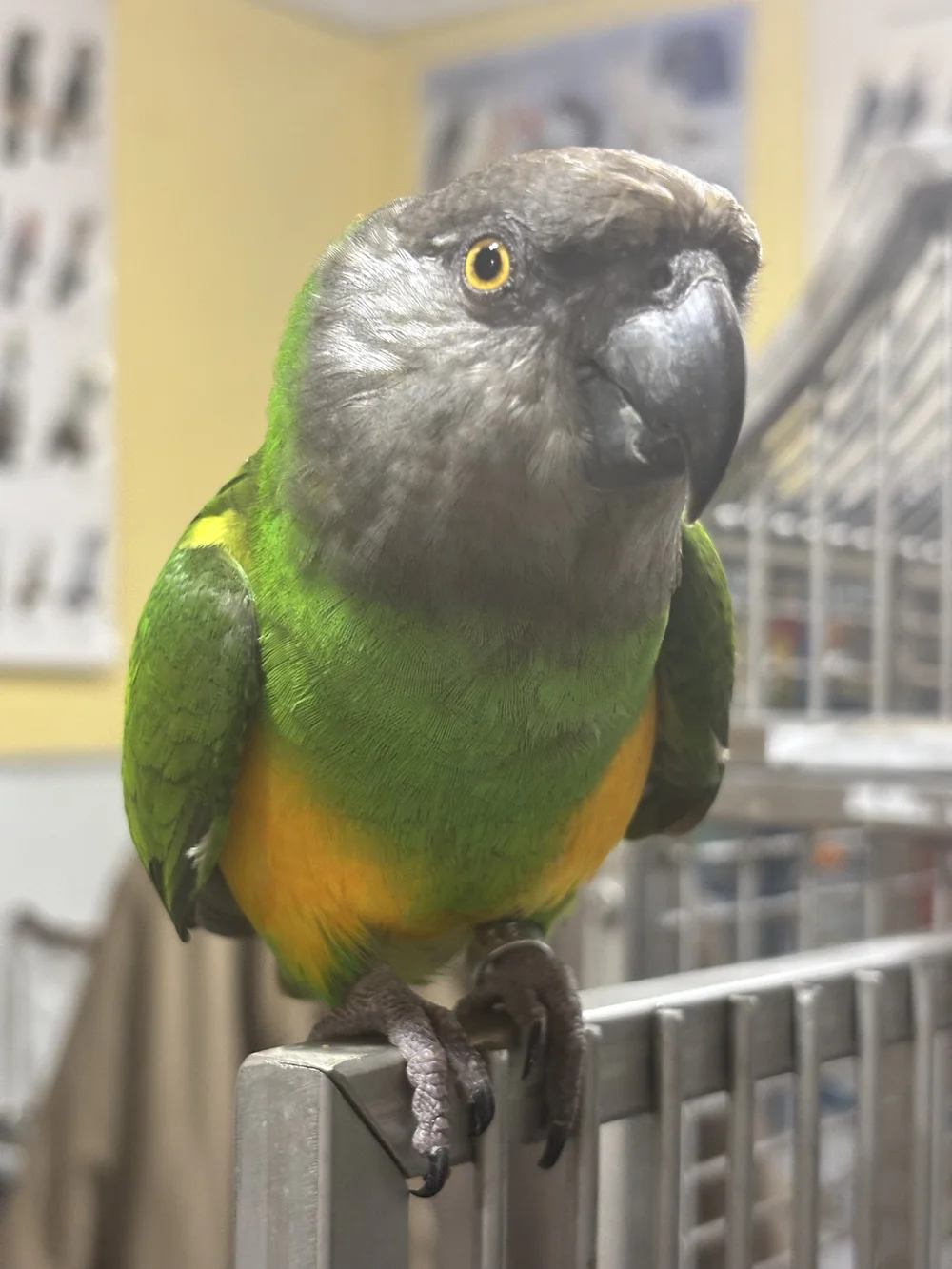 Available Birds — Foster Parrots — The New England Exotic Wildlife ...