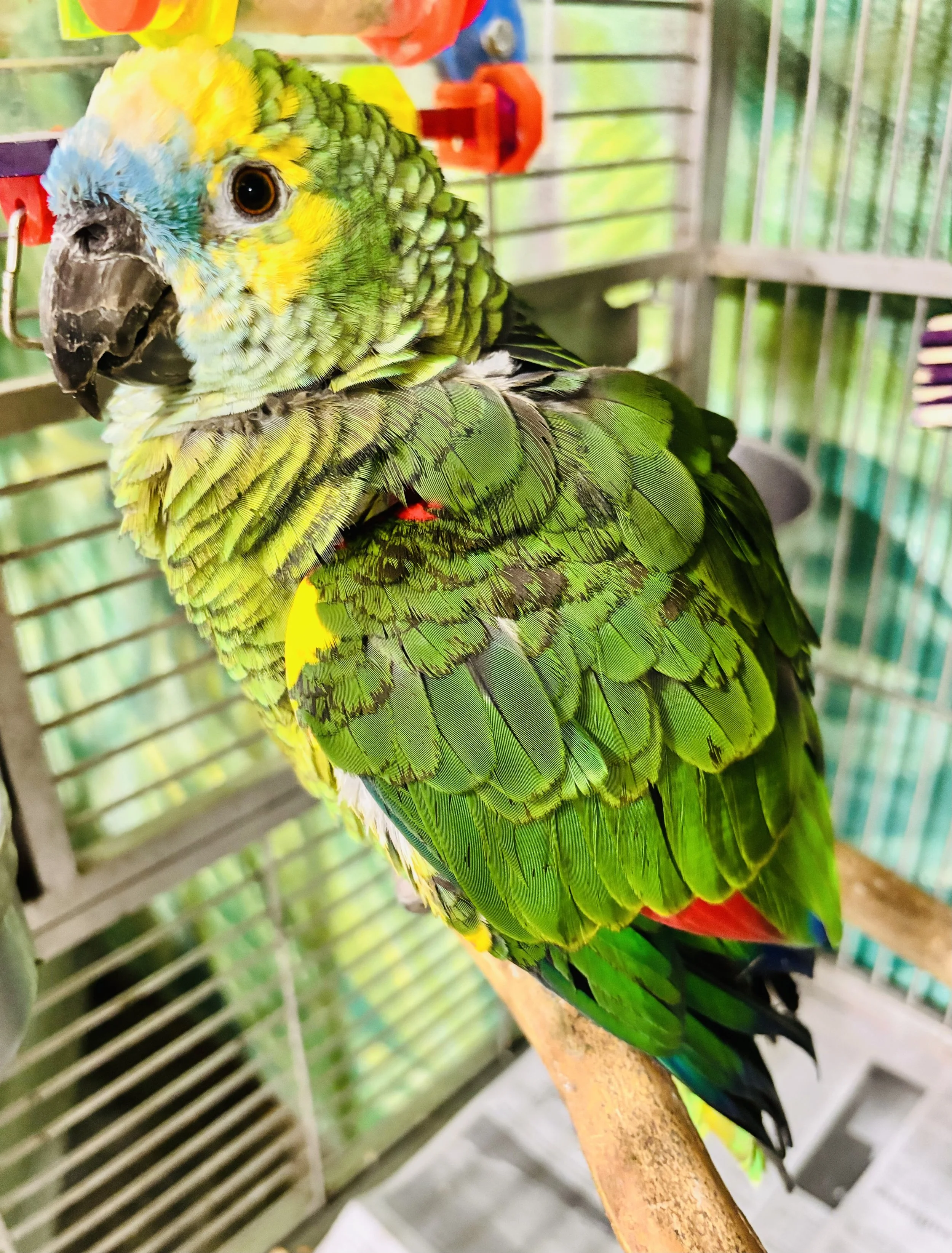 Available Birds — Foster Parrots — The New England Exotic Wildlife ...