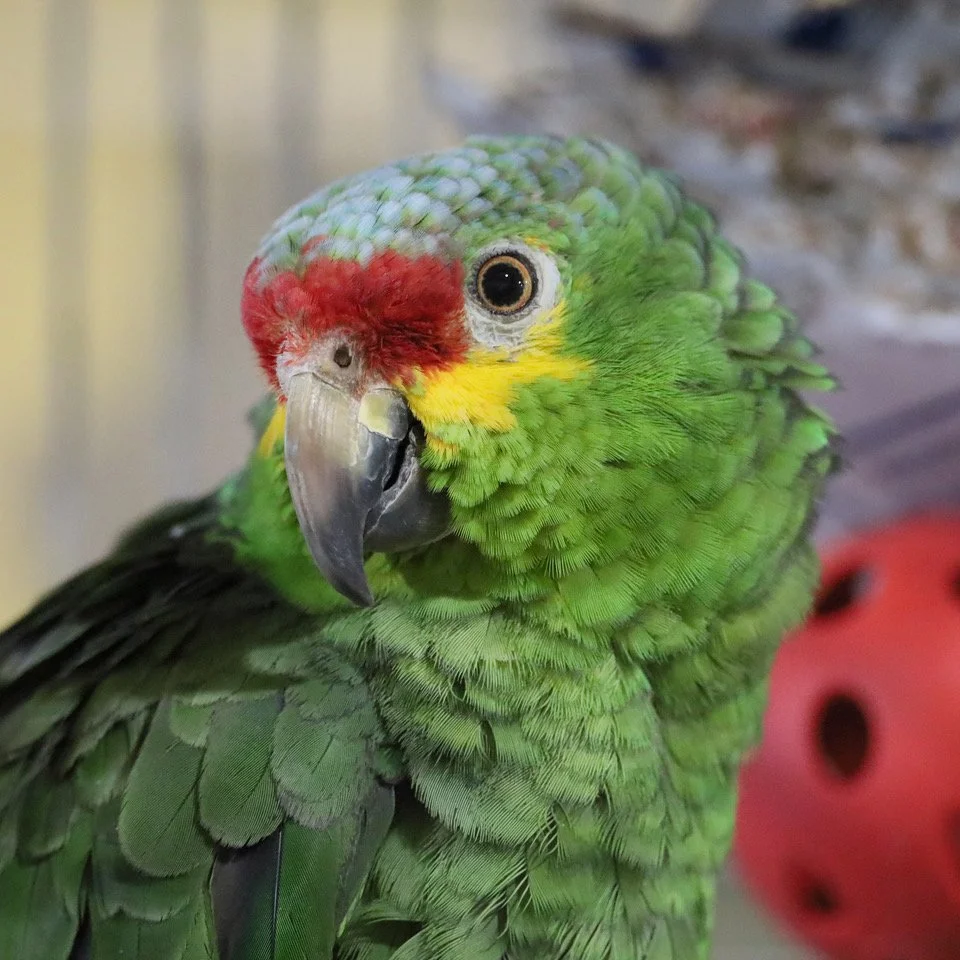Adoptable Birds — Foster Parrots — The New England Exotic Wildlife ...