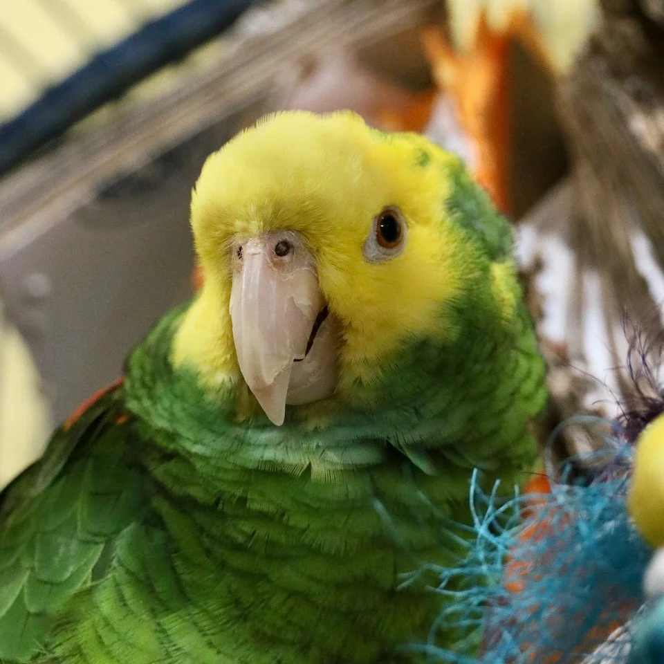 Adoptable Birds — Foster Parrots — The New England Exotic Wildlife ...