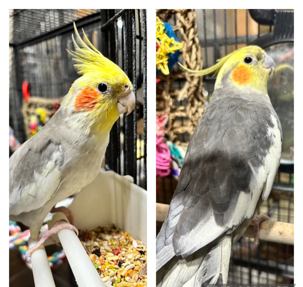 Available Birds — Foster Parrots — The New England Exotic Wildlife ...