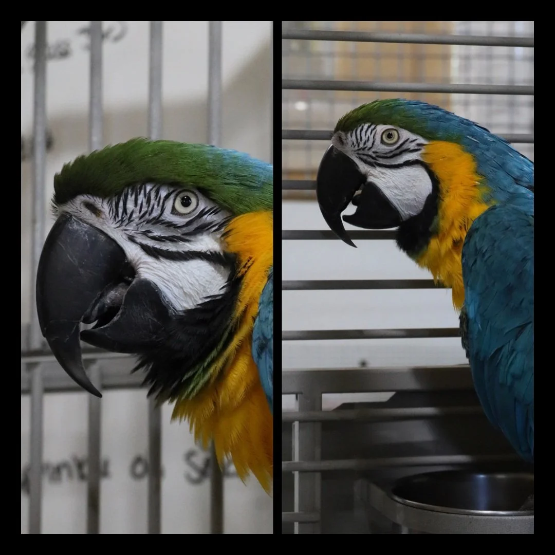 Available Birds — Foster Parrots — The New England Exotic Wildlife ...