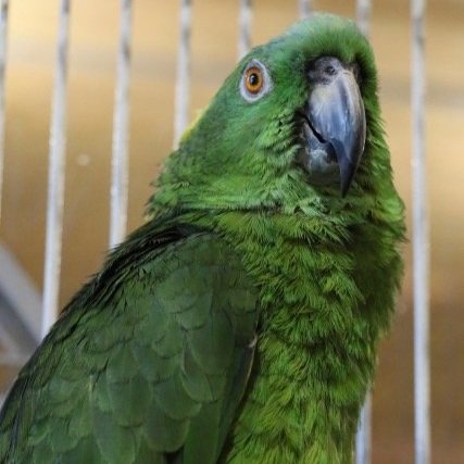 Available Birds — Foster Parrots — The New England Exotic Wildlife ...