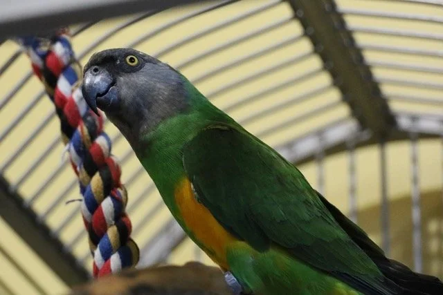 Adoptable Birds — Foster Parrots — The New England Exotic Wildlife ...