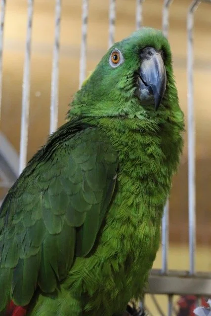 Adoptable Birds — Foster Parrots — The New England Exotic Wildlife ...