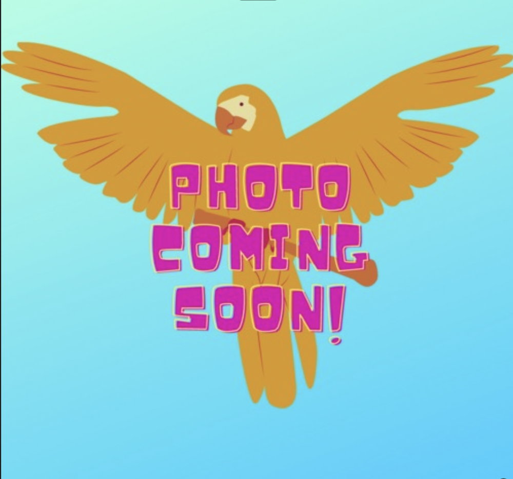 Adoptable Birds — Foster Parrots — The New England Exotic Wildlife ...