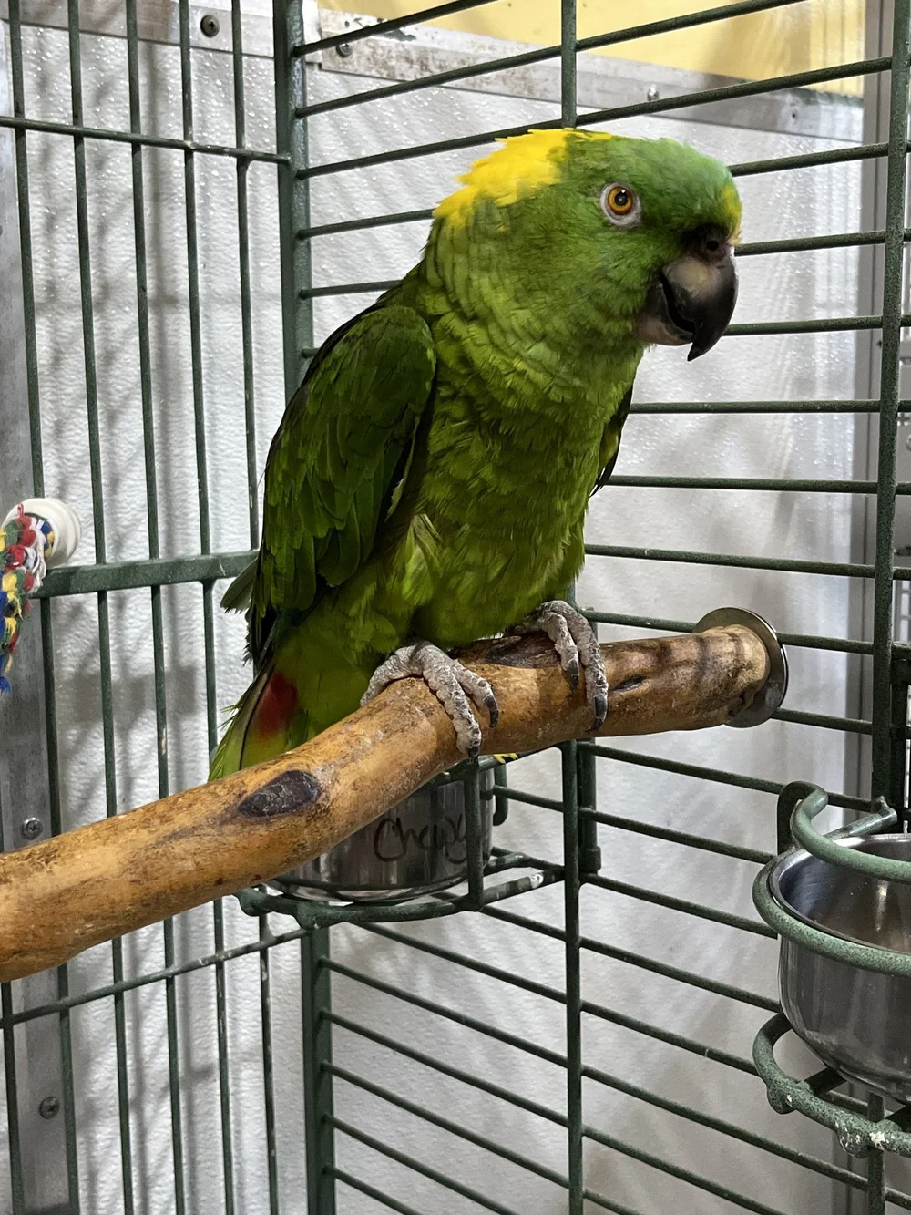 Adoptable Birds — Foster Parrots — The New England Exotic Wildlife ...
