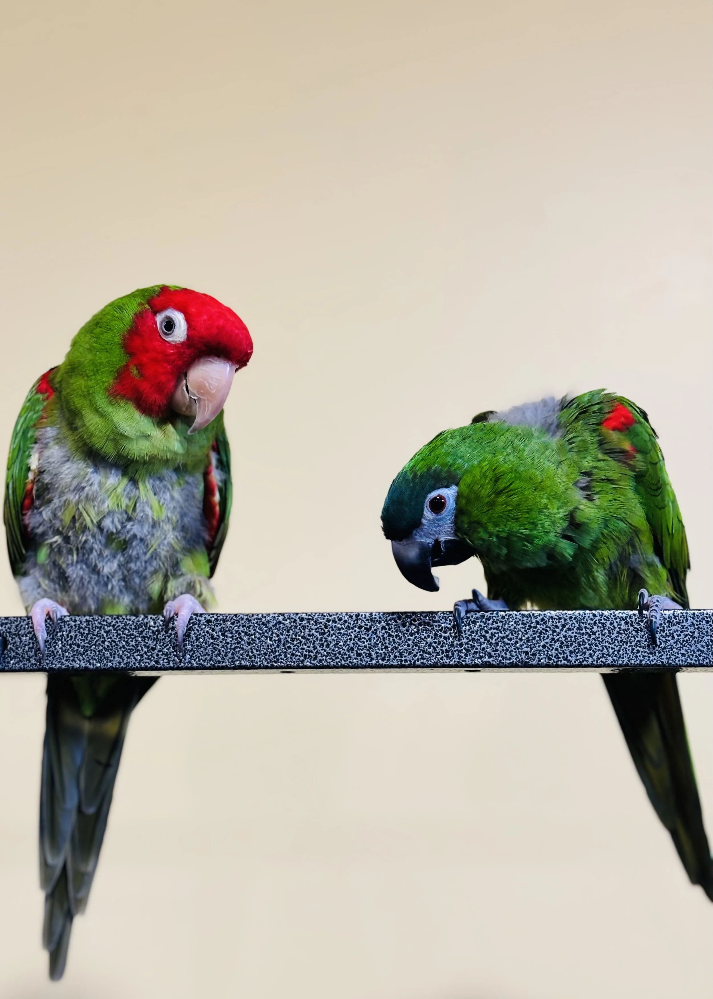 Available Birds — Foster Parrots — The New England Exotic Wildlife ...