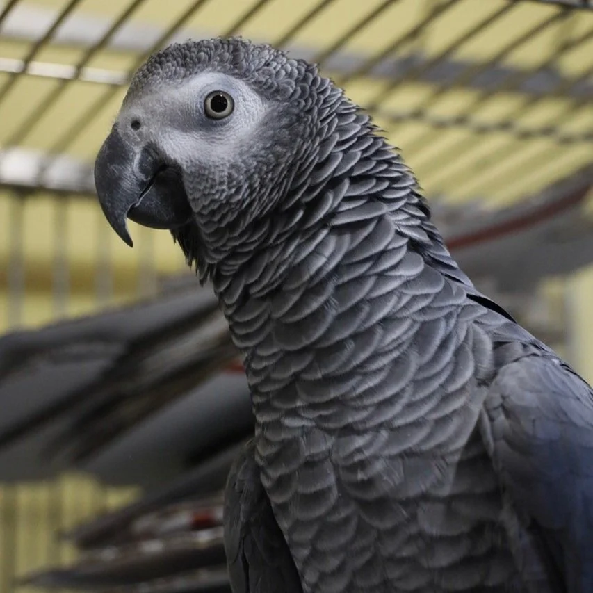 Available Birds — Foster Parrots — The New England Exotic Wildlife ...