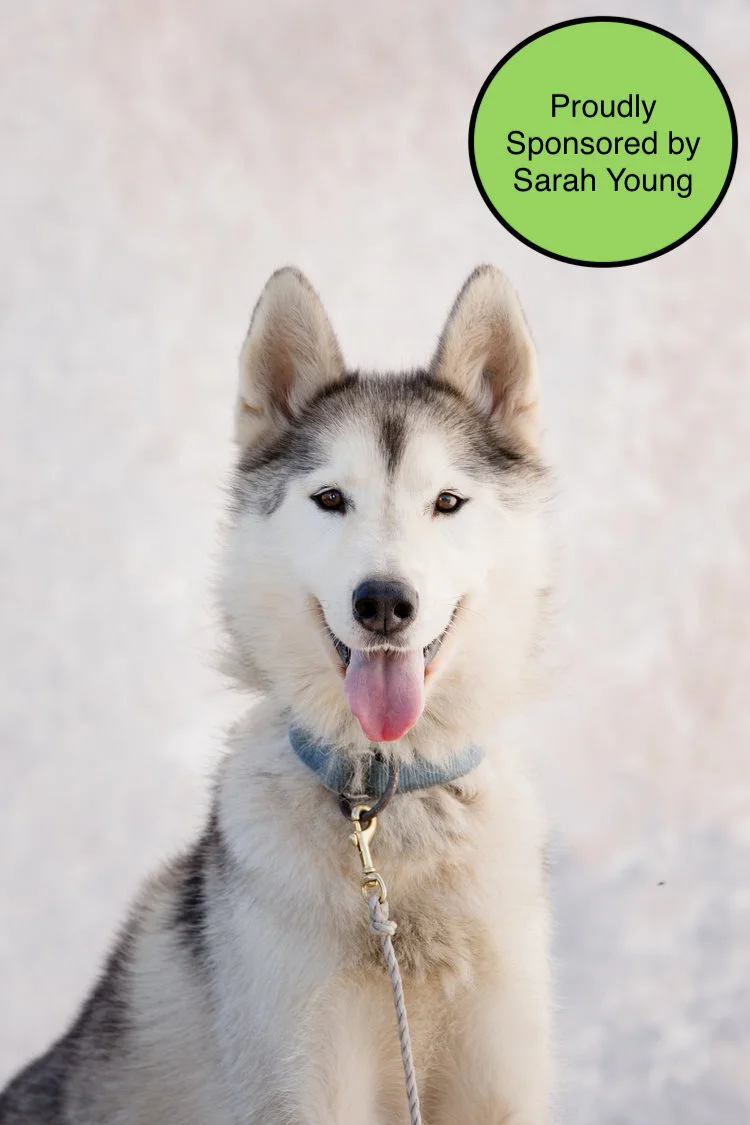 Meet The Team — Howling Huskys