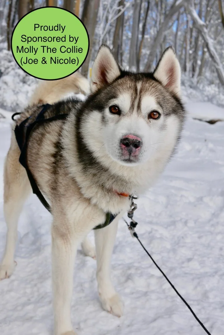 Meet The Team — Howling Huskys