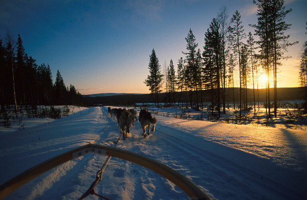 Mount Baw Baw Sled Dog Tours — Howling Huskys