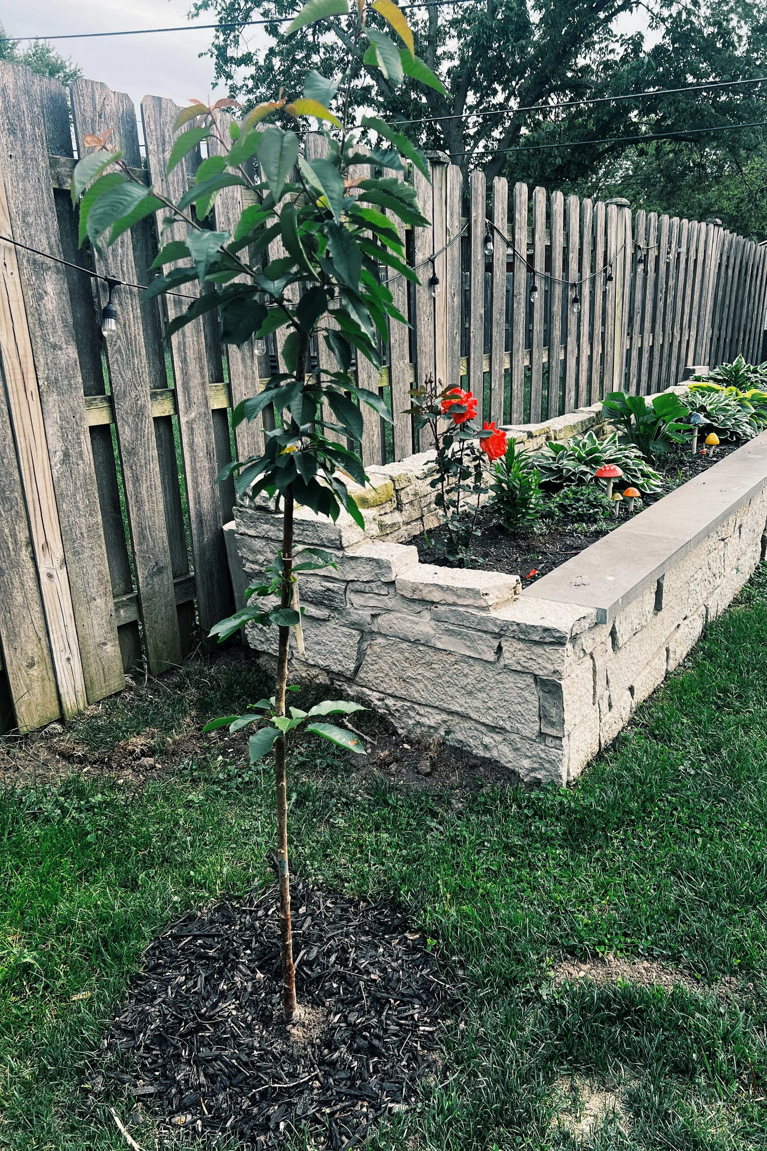 The Best Trees to Plant in Your Midwest Yard – What We Chose and Why ...