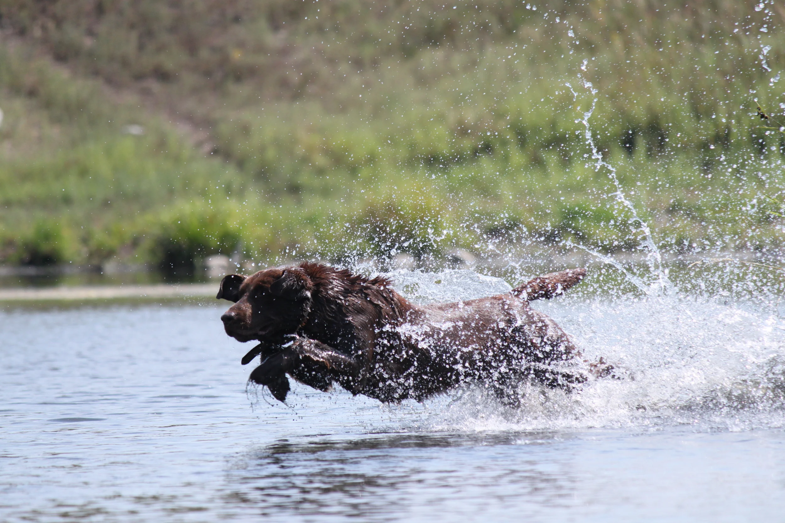 Northern Plains Retrievers Northern Plains Retrievers