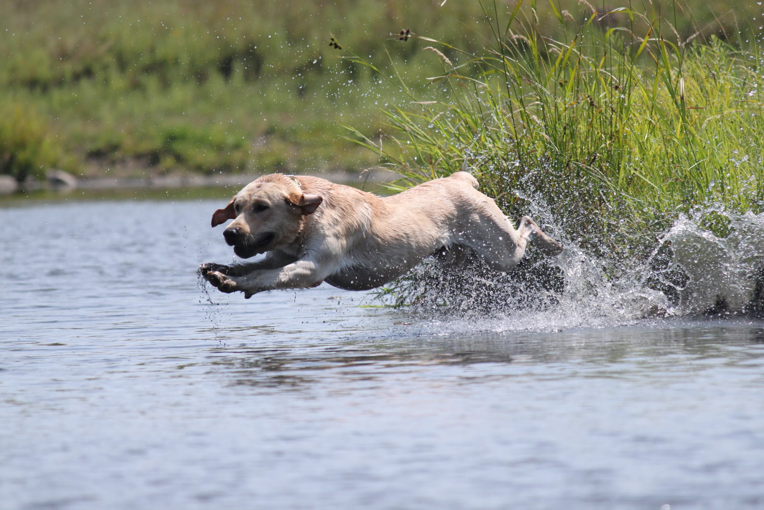 Northern Plains Retrievers Northern Plains Retrievers
