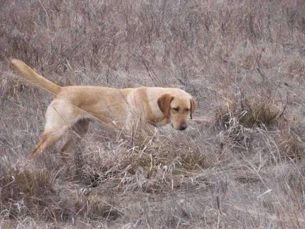 Yellow Lab Pointing