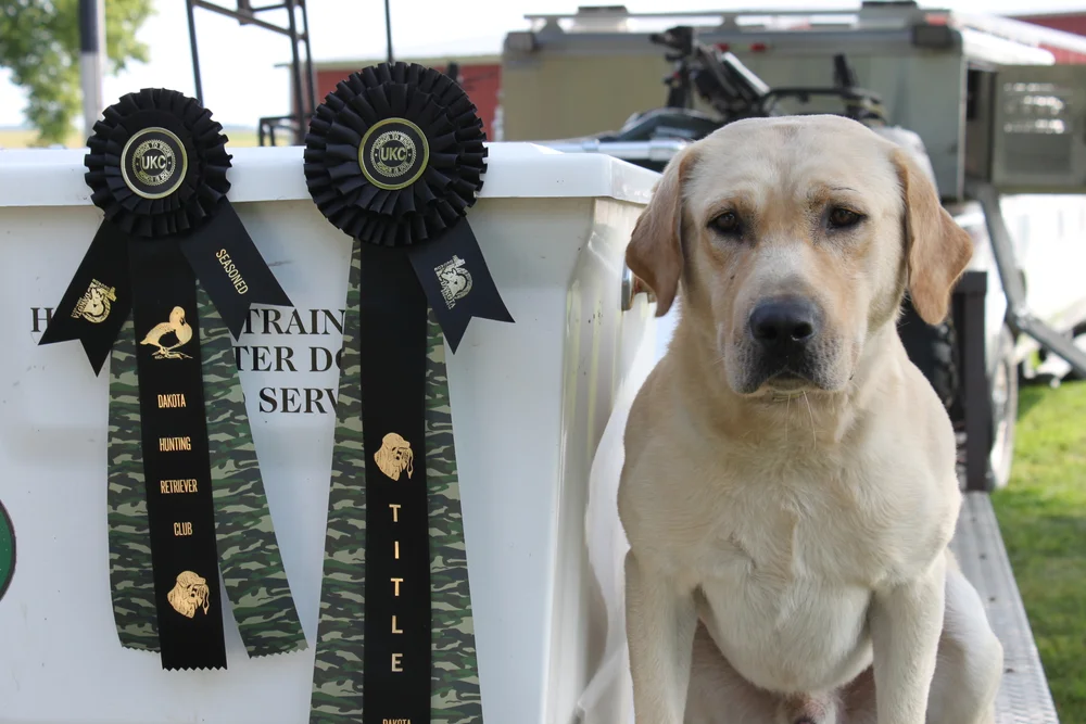 What Is A Hunt Test For Dogs