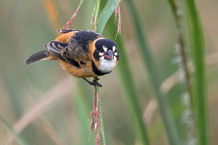 Bird Guiding in Uruguay with Florencia Ocampo — Bryony Angell