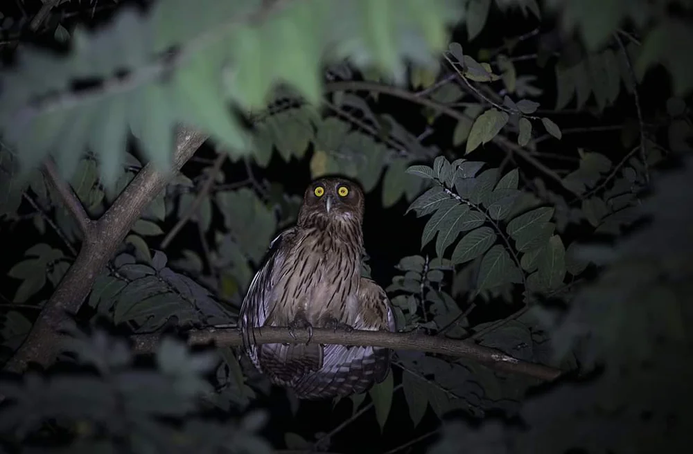Bird Guiding in the Philippines with Irene Dy — Bryony Angell