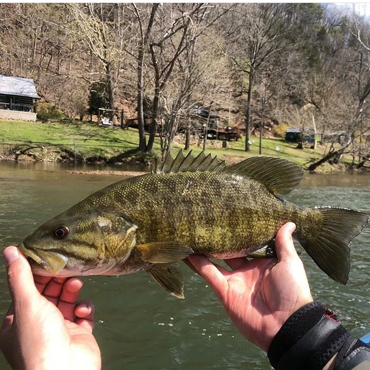 Spring Smallmouth! — Knot the Reel World