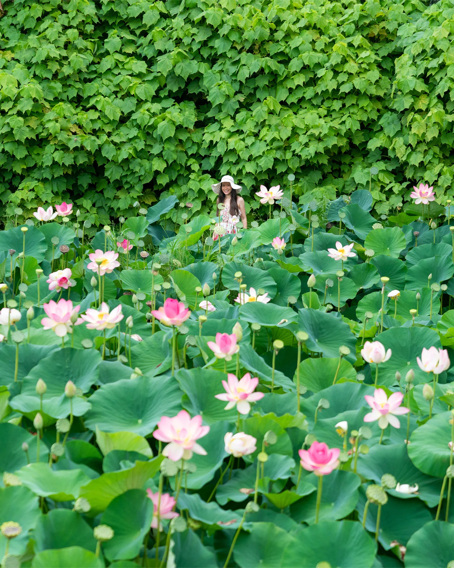 Blue Lotus Water Garden — Thaneeya.com