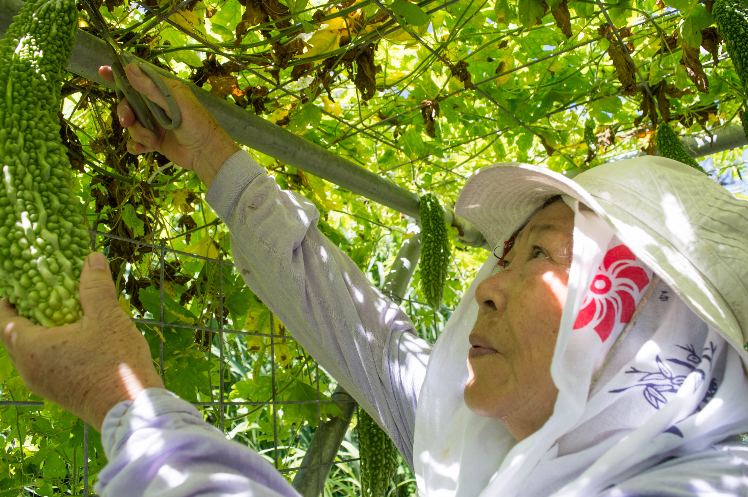 People of OKinawa — Yuimaru