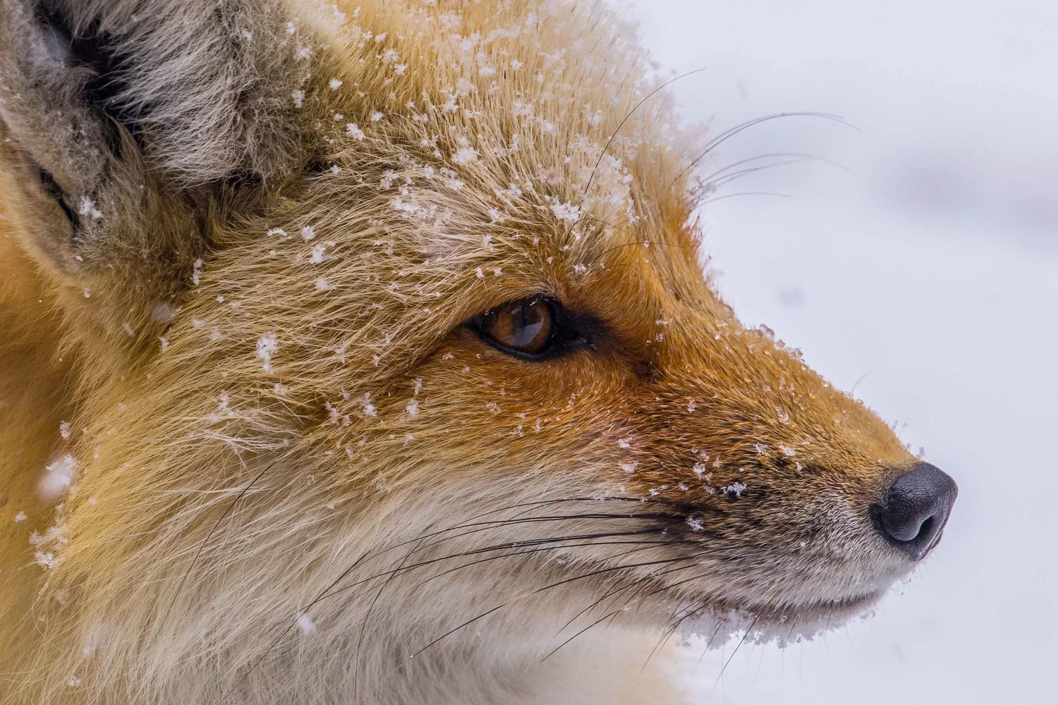 Fox Mug Shot