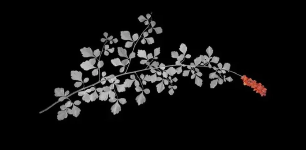 Earth Day Artists — Cece Cole