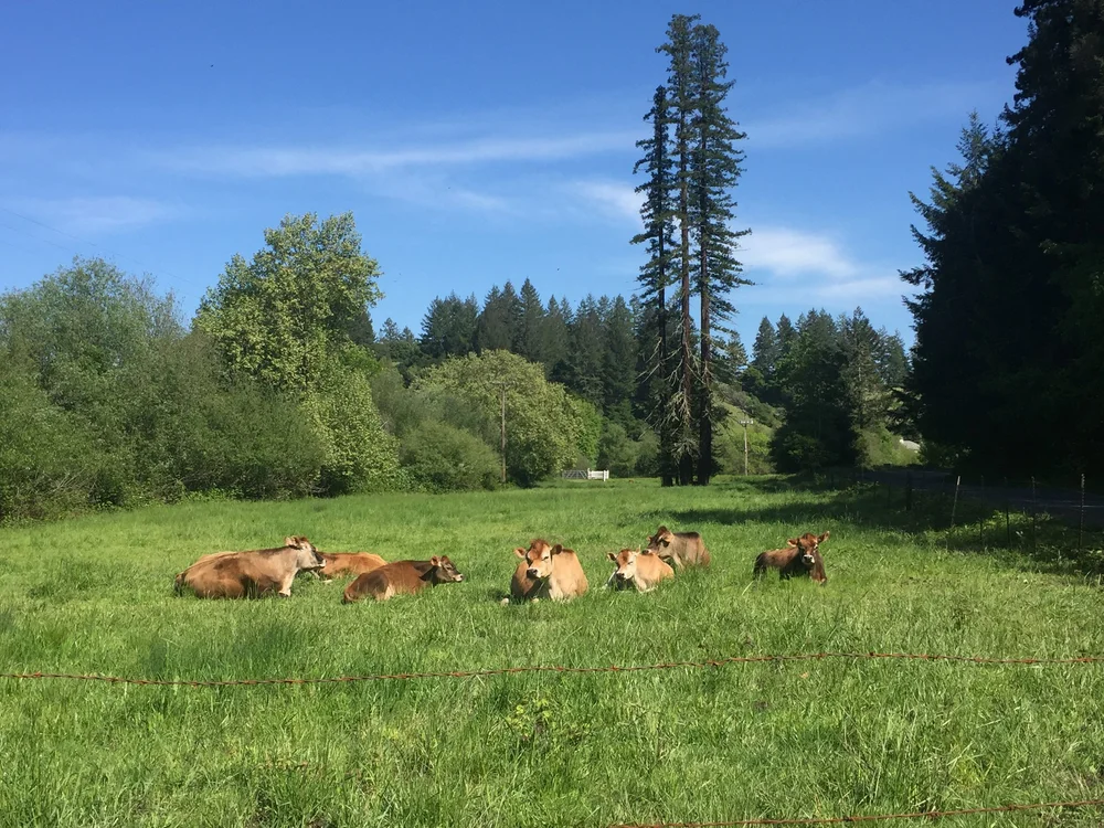Bramble Tail Homestead — GREEN VALLEY FARM + MILL