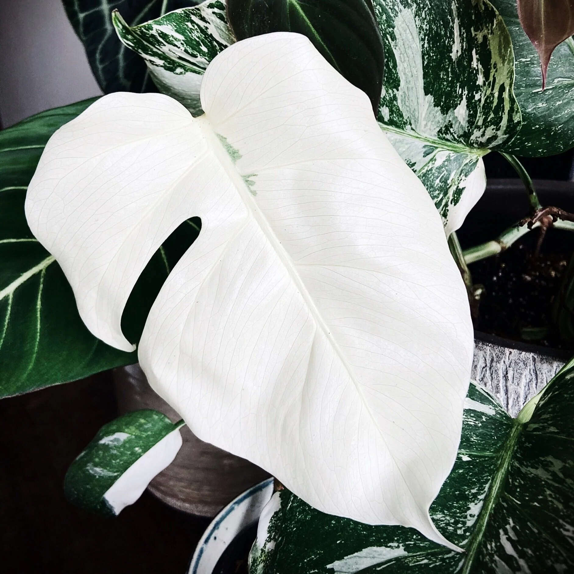 Monstera Varieties Guide How To Care For Monstera Albo Borsigiana
